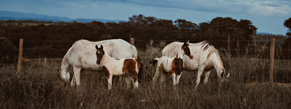 Equine Normals - BET Labs