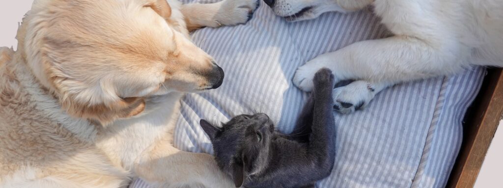 BET Labs | Small Animal Normals & Protocols