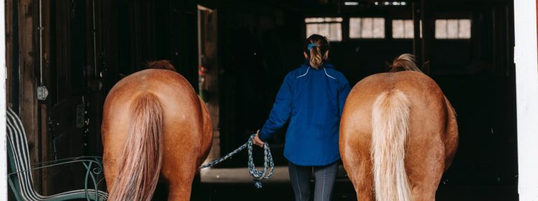 Equine Guide To Progesterone Assays - BET Labs