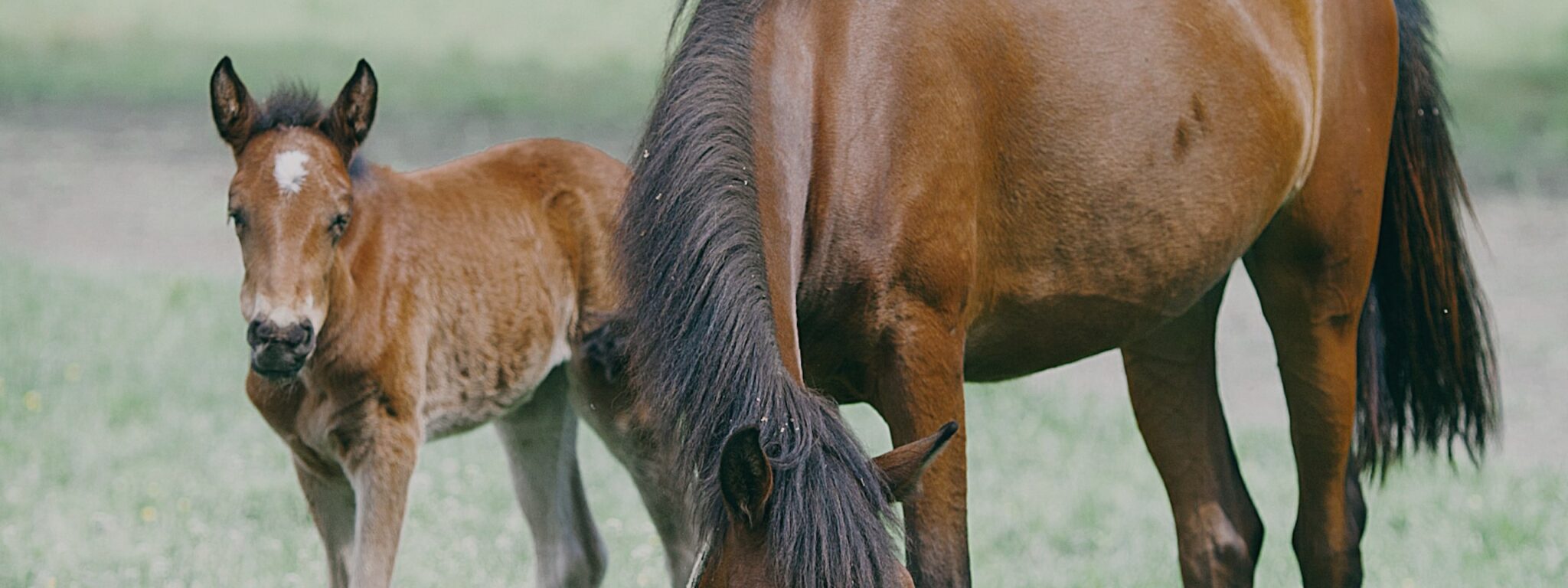Pregnancy Testing in the Mare - BET Labs