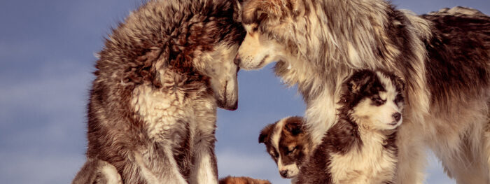 Benefits of Canine Progesterone Testing & Culturing - BET Labs