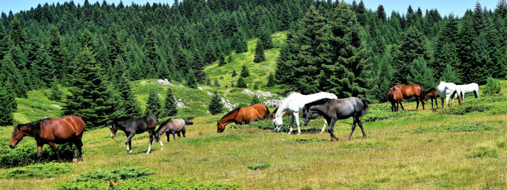 PPID / EQUINE CUSHING'S SYNDROME & PROTOCOLS - BET Labs